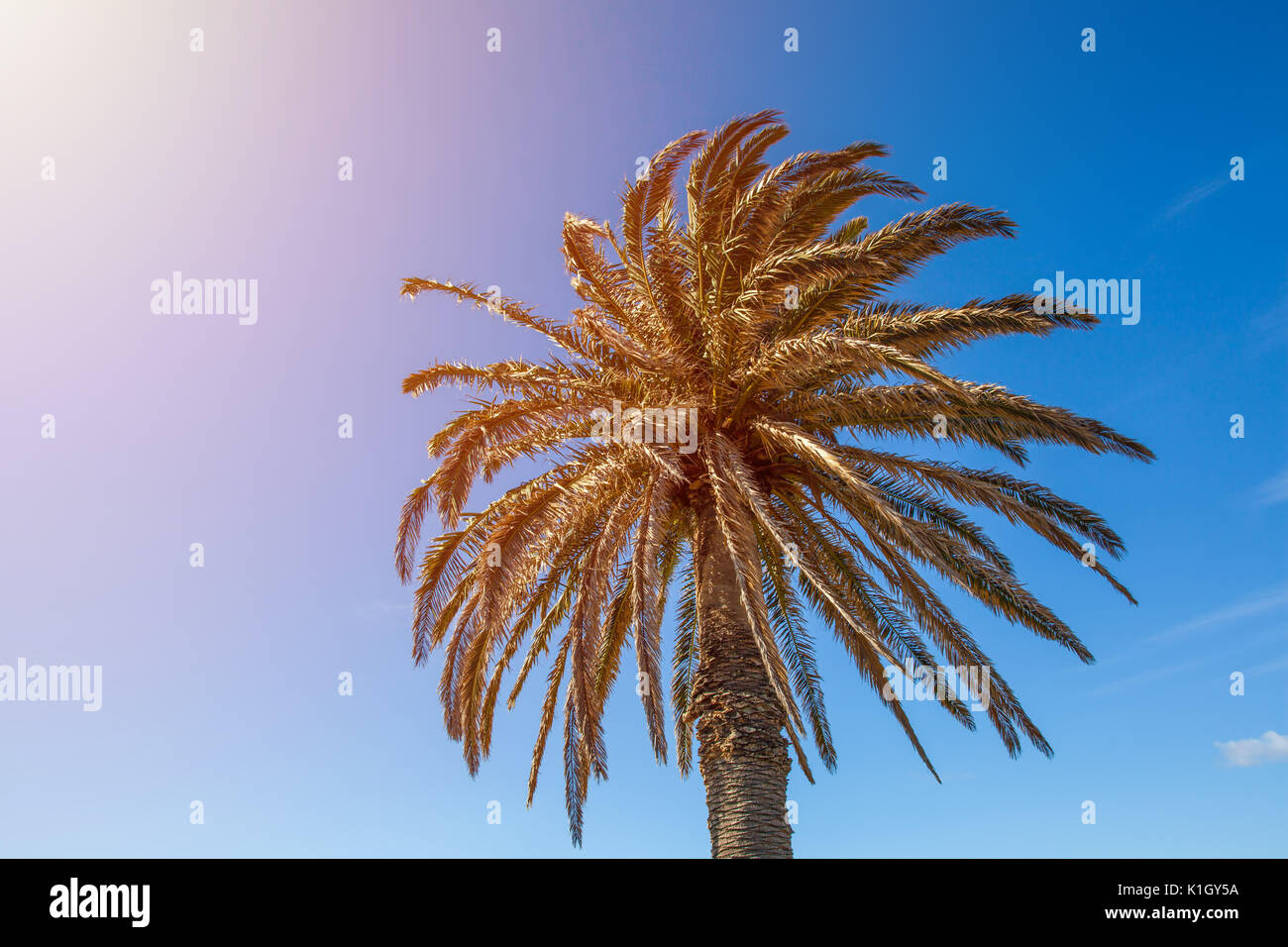 Palm tree top hi-res stock photography and images - Alamy