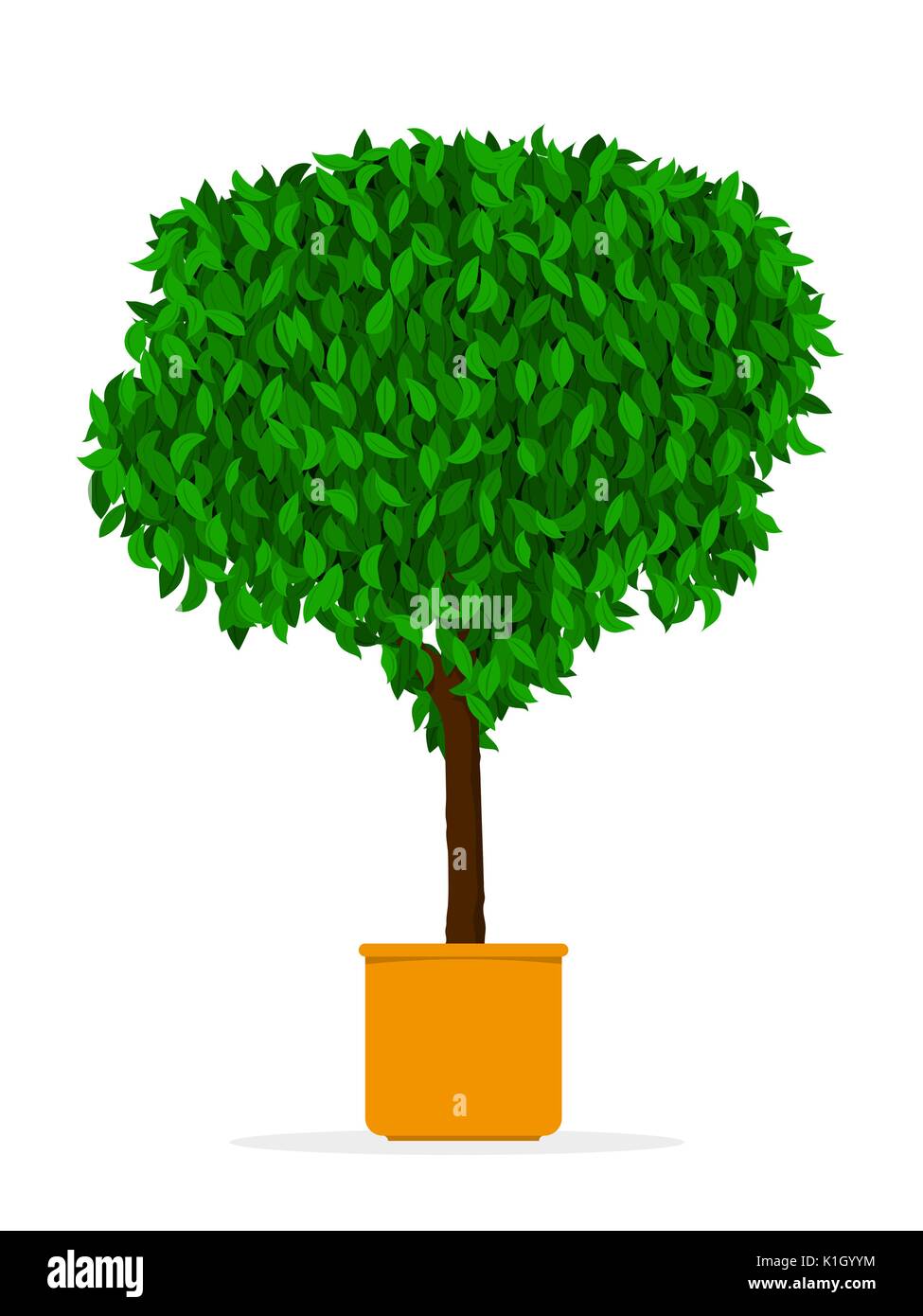 Ficus tree Stock Vector Images - Alamy