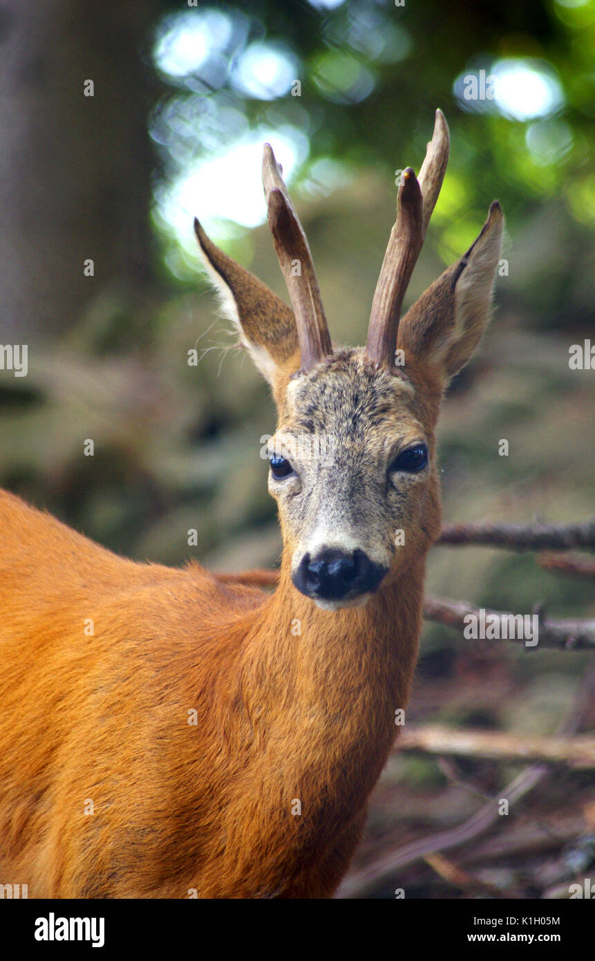 Roe deer with beautiful horns in the woods Stock Photo - Alamy