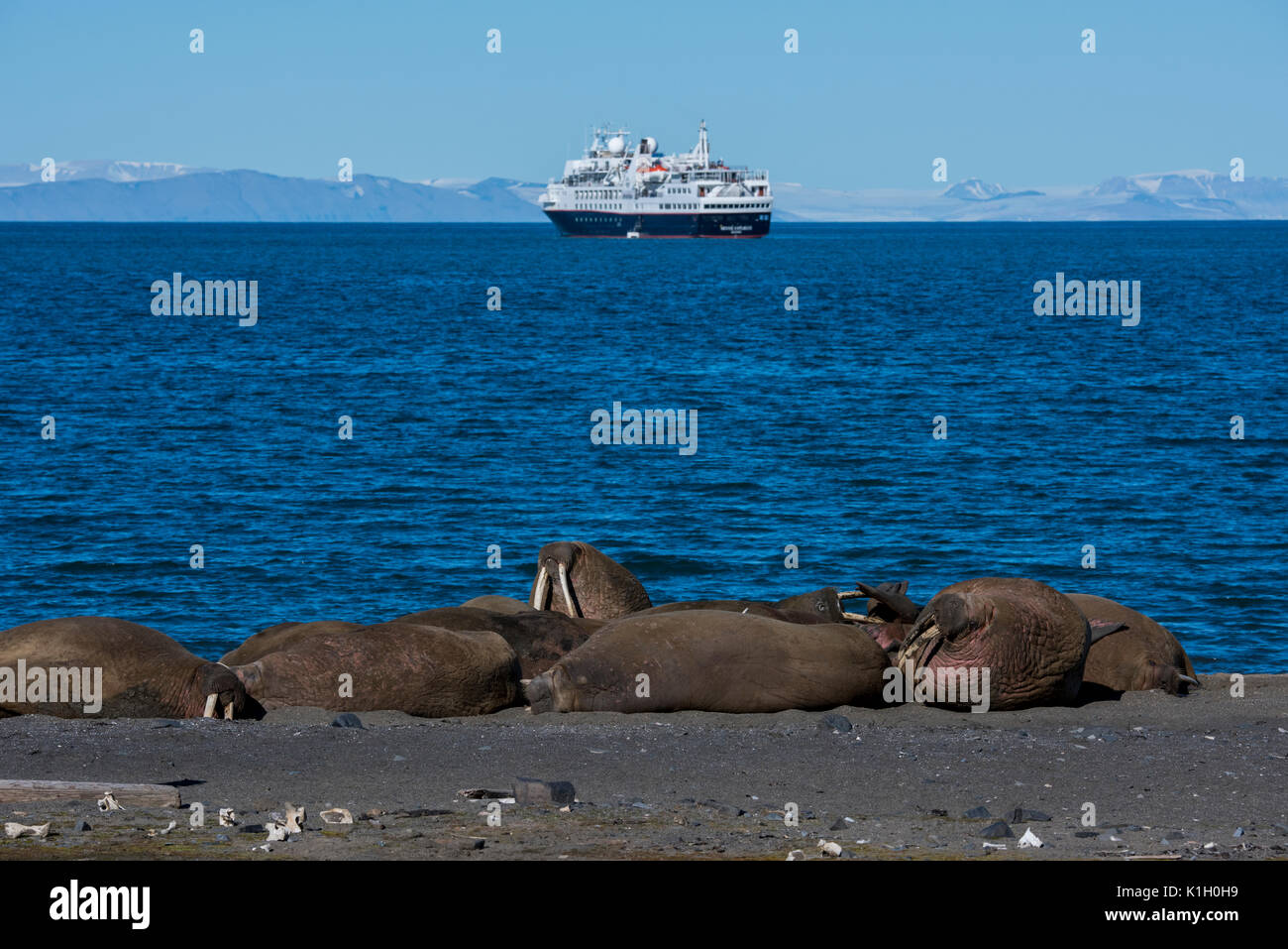 Norway, Svalbard, South Svalbard Nature Reserve, Edgeoya, Kapp Lee ...