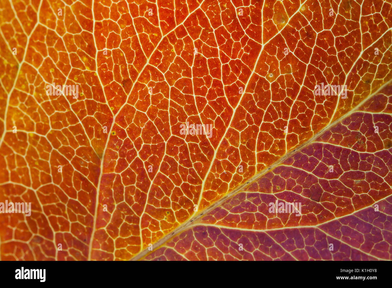 The vision tree hi-res stock photography and images - Alamy