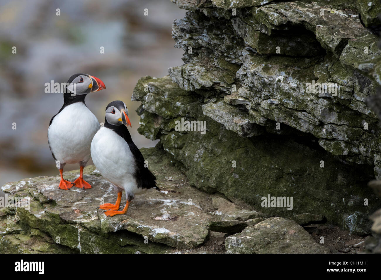 Norway, Barents Sea, Svalbard, South Spitsbergen National Park. Bear ...