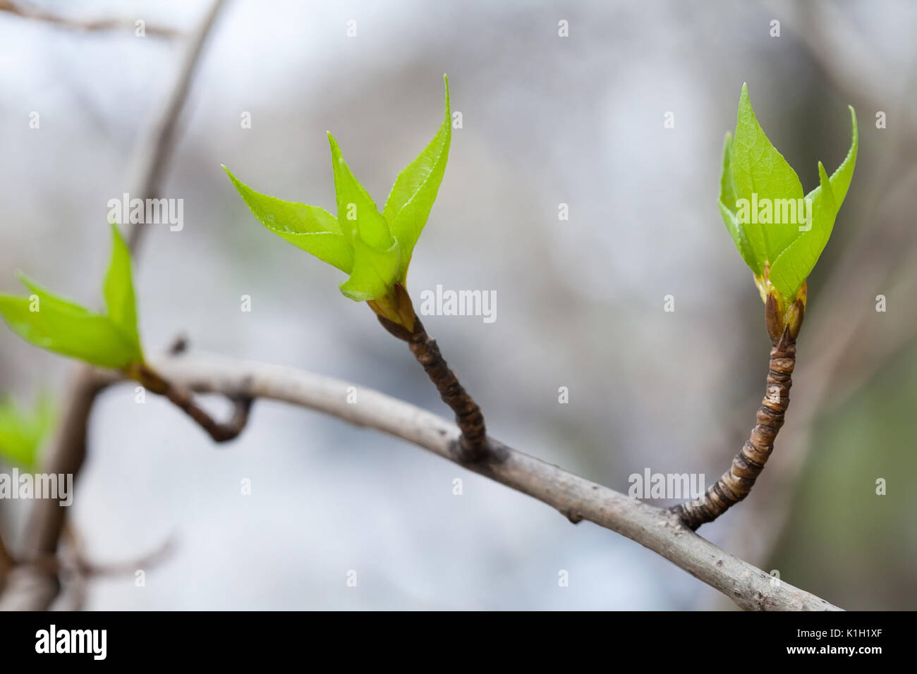 Apple Tree New Growth Leaf Sapling High Resolution Stock Photography ...