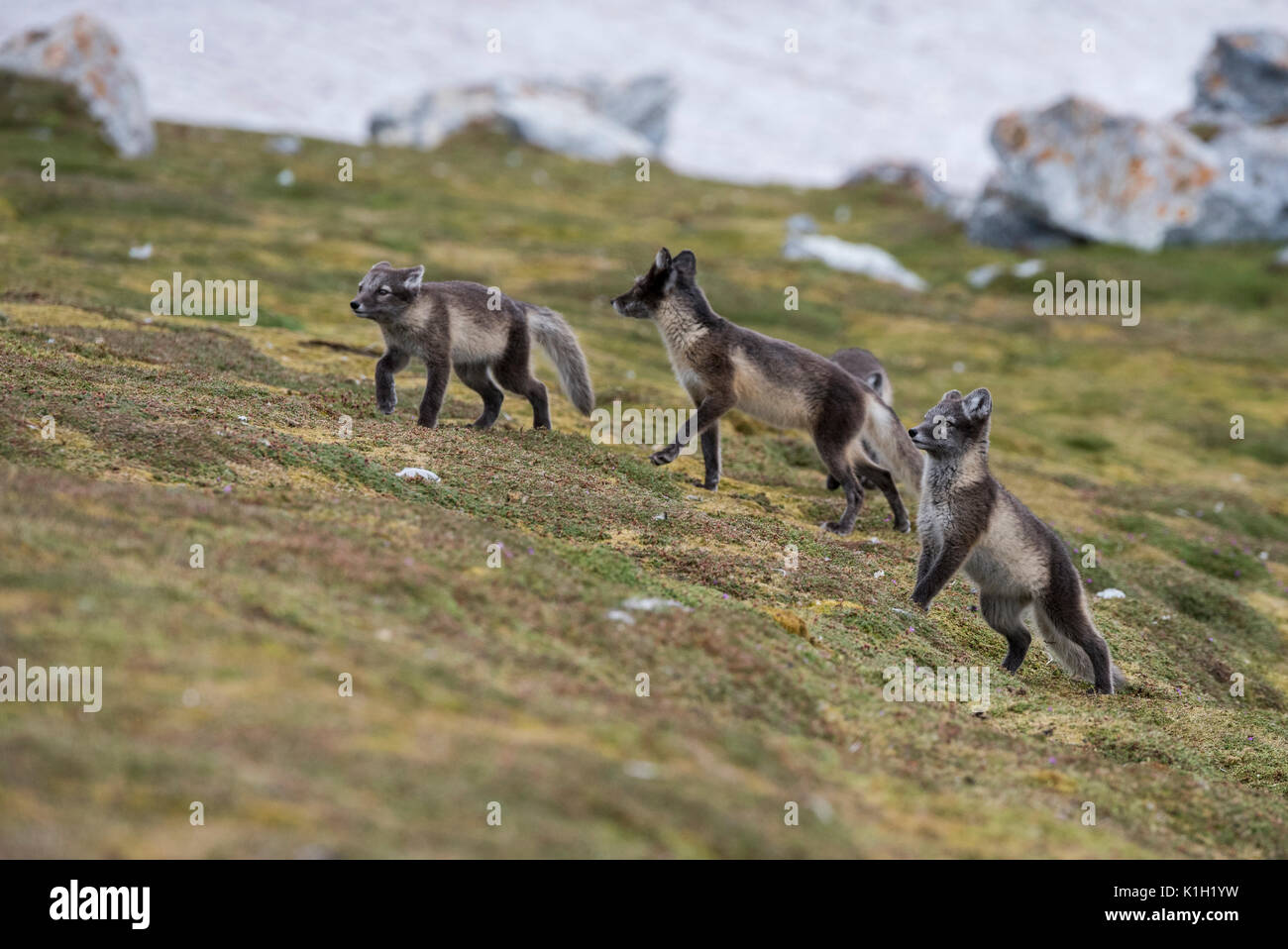 Arctic Fox Group