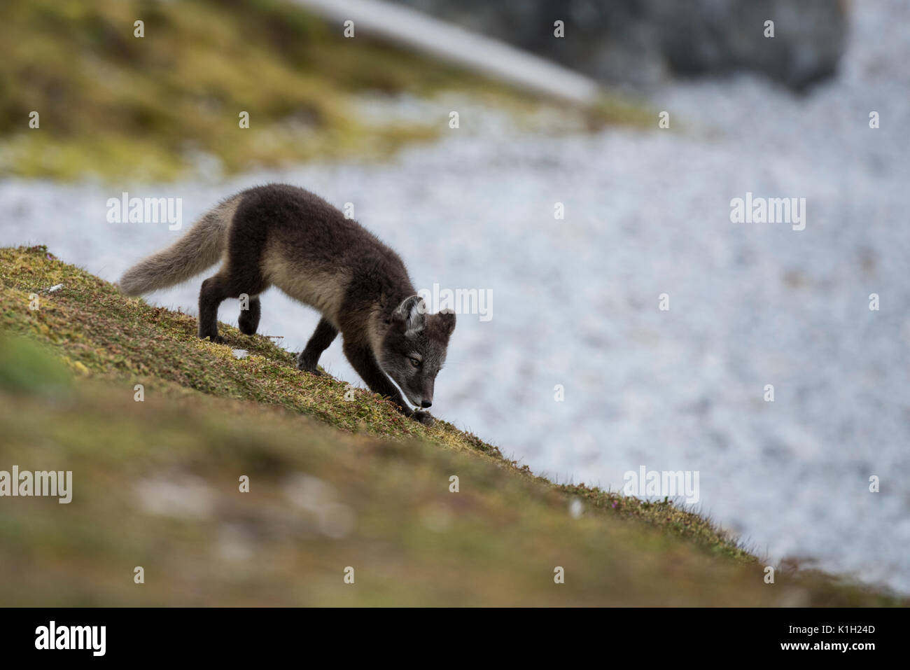 Norway, Svalbard, Spitsbergen, Hornsund, Gnalodden. Arctic fox kit ...