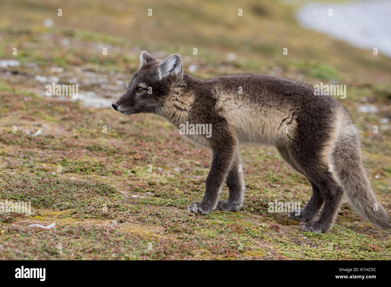 Norway, Svalbard, Spitsbergen, Hornsund, Gnalodden. Arctic fox kit ...