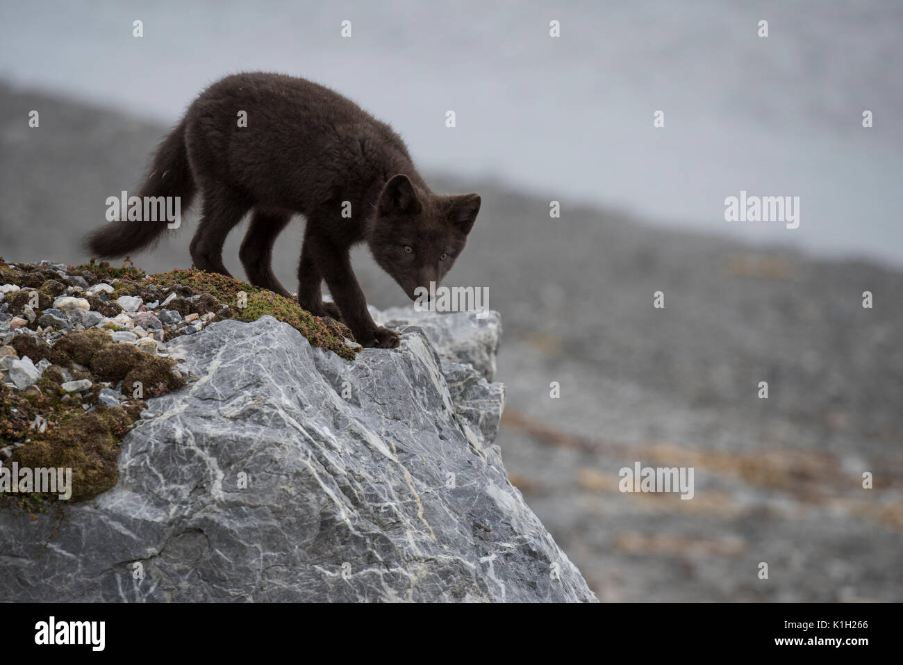 Norway, Svalbard, Spitsbergen, Hornsund, Gnalodden. Arctic fox kit ...