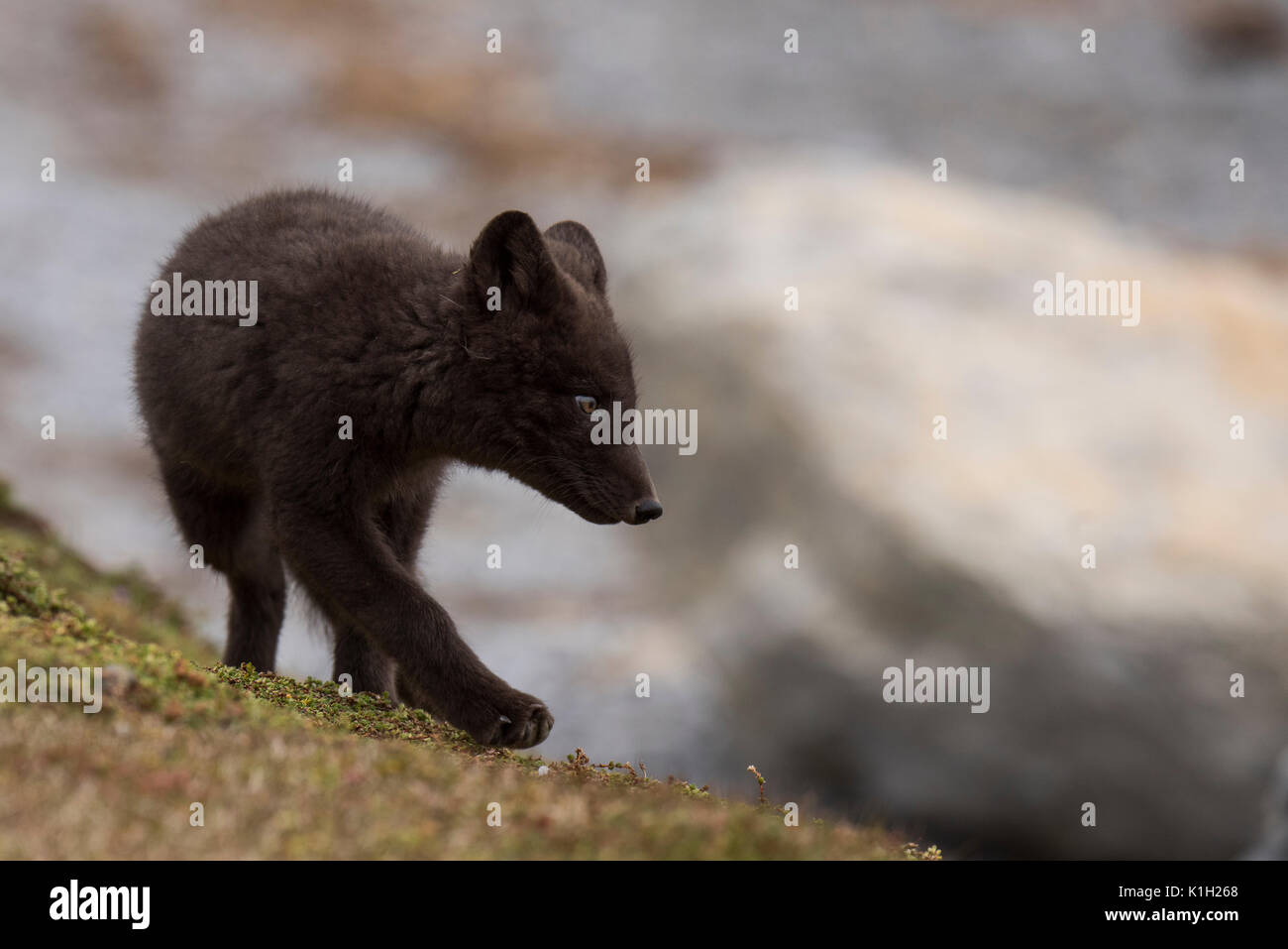 Norway, Svalbard, Spitsbergen, Hornsund, Gnalodden. Arctic fox kit ...