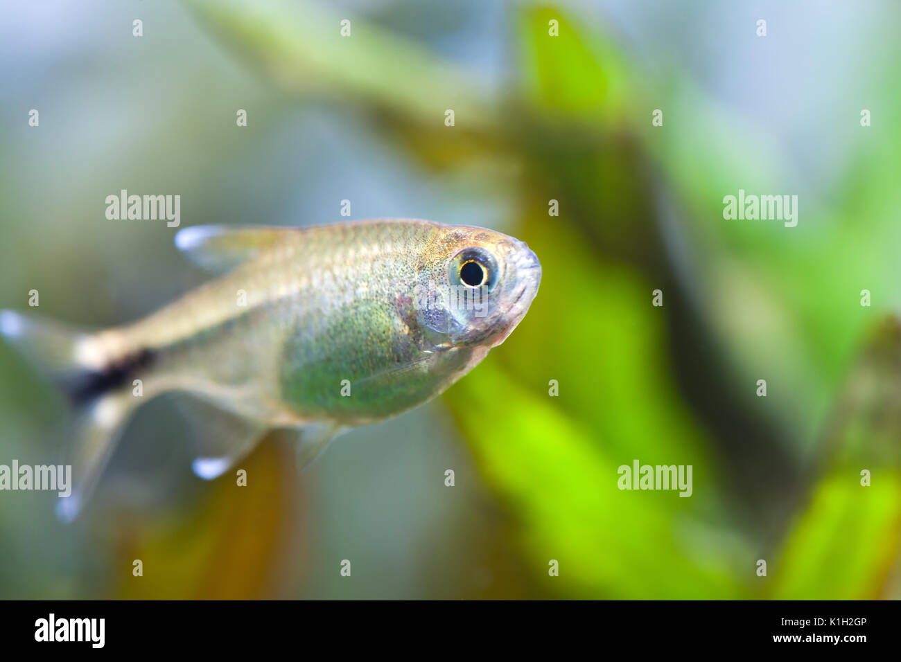 Silver tetra hi-res stock photography and images - Alamy