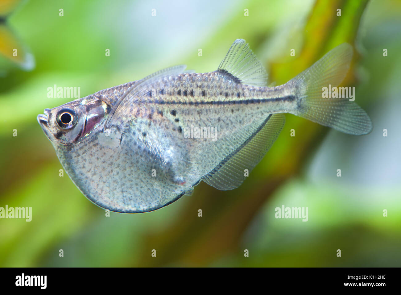 Aquatic Plant Tank High Resolution Stock Photography and Images - Alamy