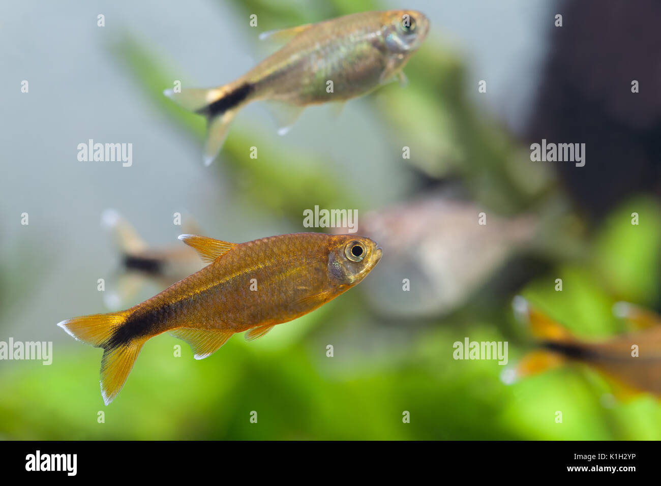 Silver tipped tetra hi-res stock photography and images - Alamy