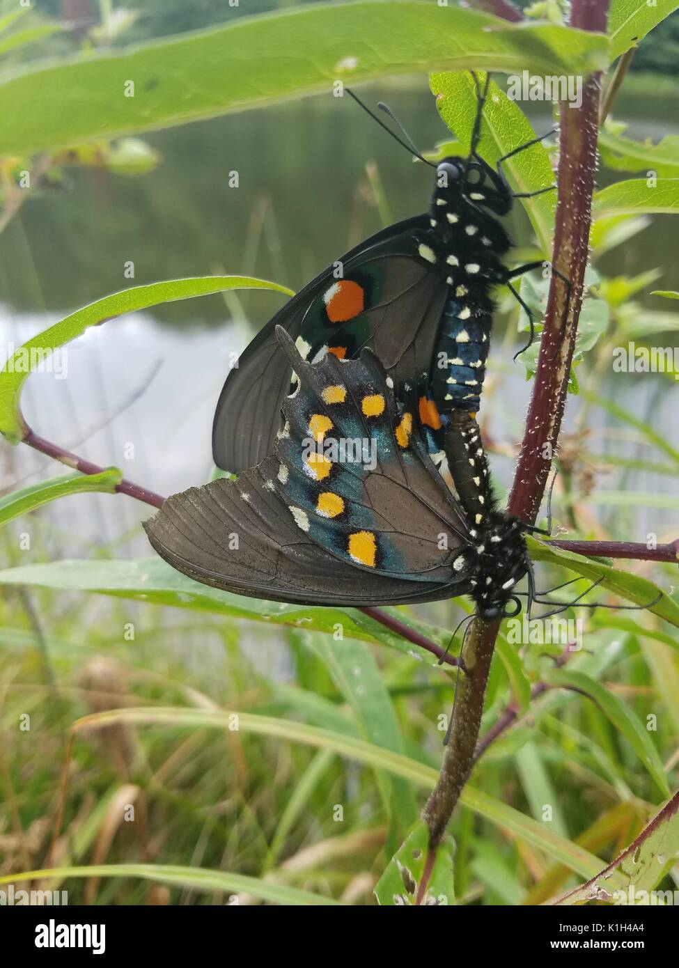 Two butterflies mating hi-res stock photography and images - Alamy