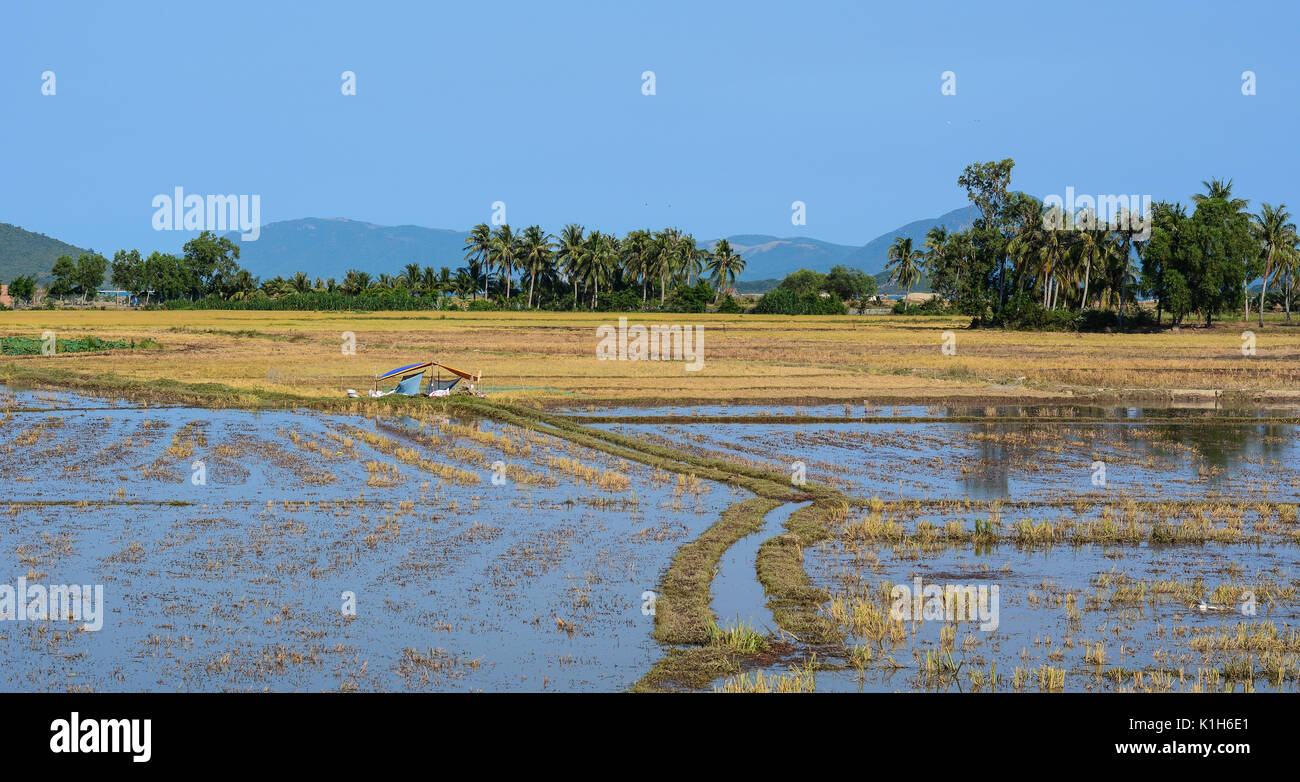 Empty rice field after harvesting at sunny day in Nha Trang, Vietnam ...