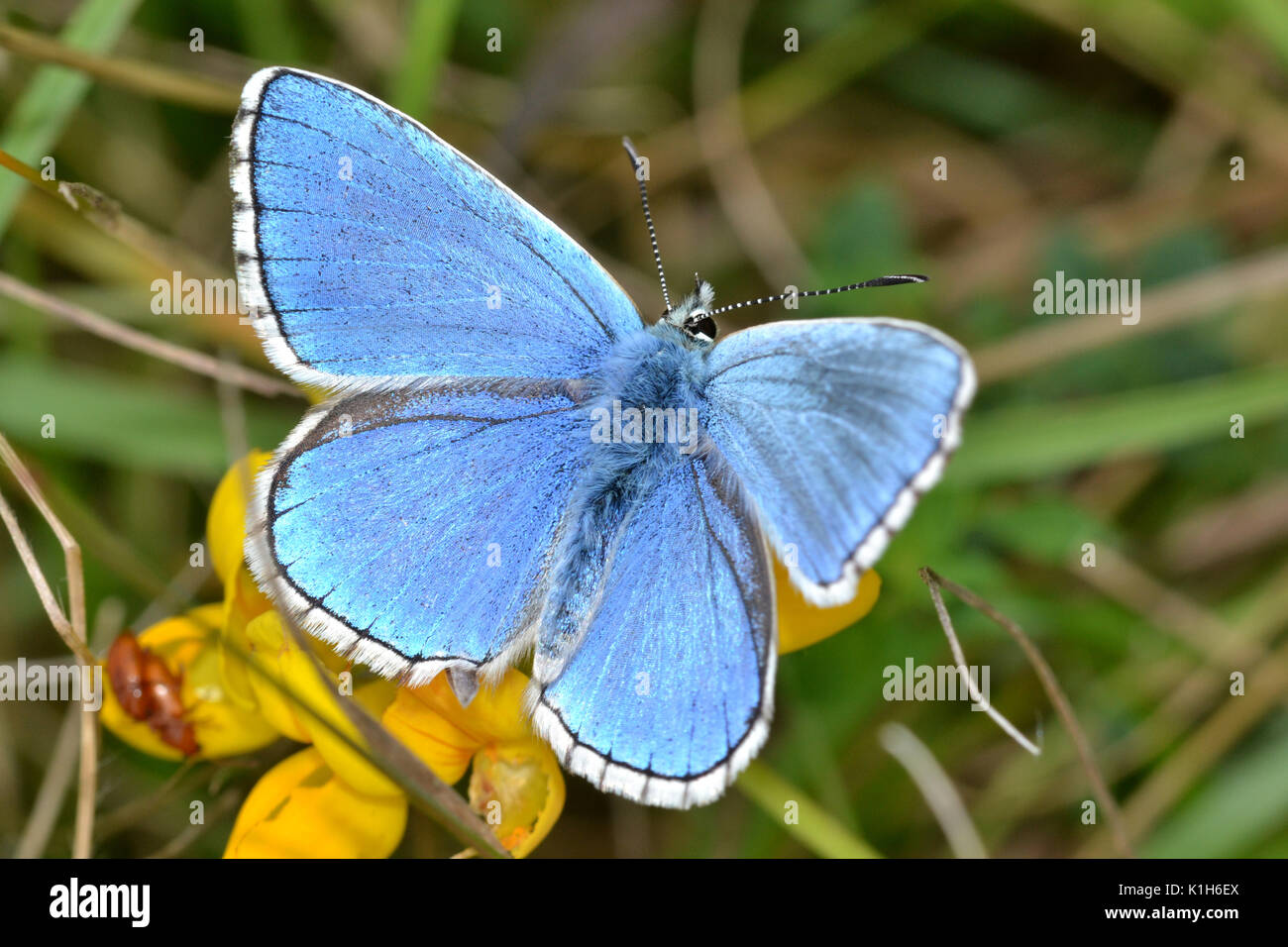 Adonis blue, showing stunning metallic azure livery,polyommatus ...