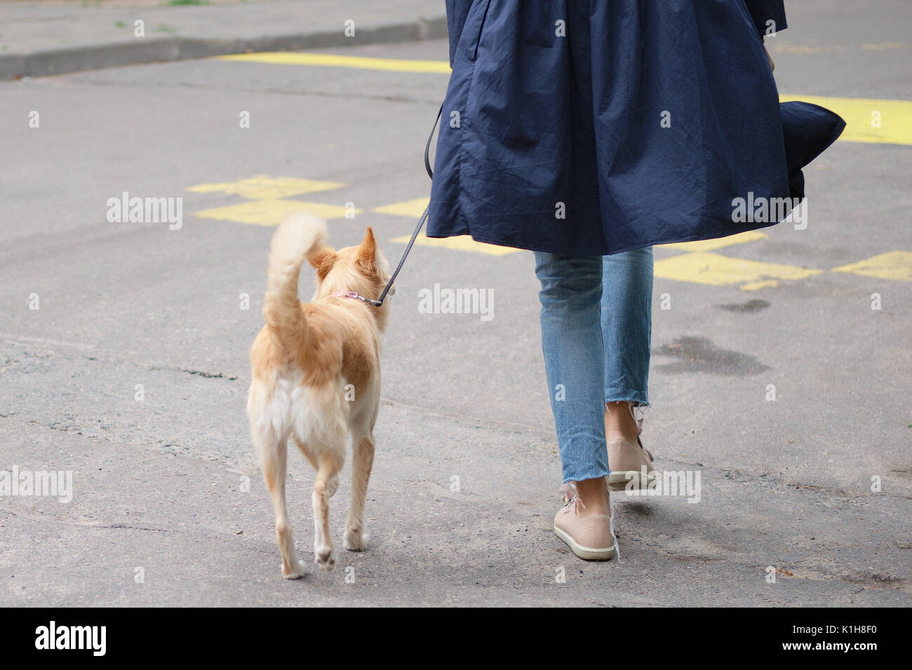 Guide dog crossing road hi-res stock photography and images - Alamy