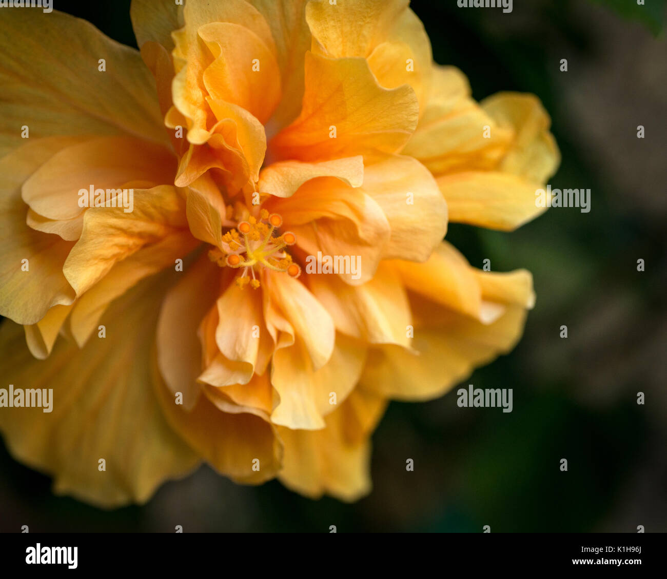 Peach Double Ruffle Hibiscus - Flower In Full Bloom Macro, A Delicate ...