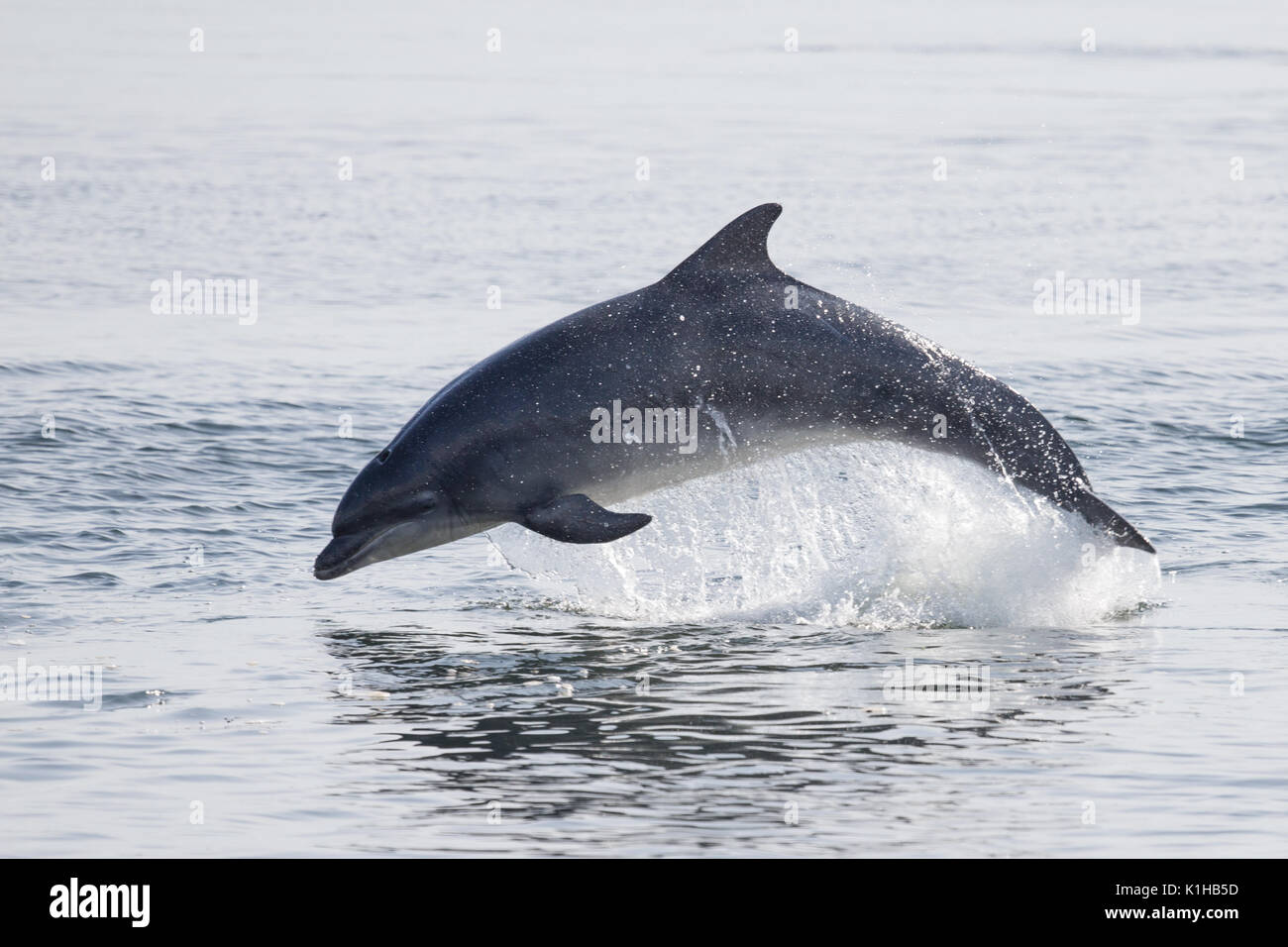 Bottlenose dolphin breaching in the Moray Firth Stock Photo - Alamy