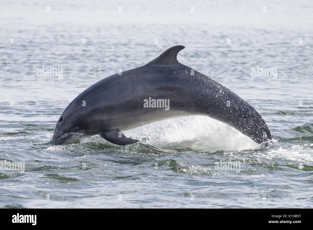 Dolphin Pectoral Fin High Resolution Stock Photography and Images - Alamy