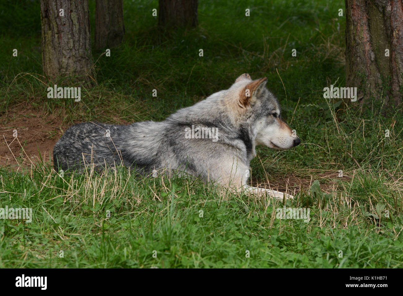 Wolf trust hi-res stock photography and images - Alamy
