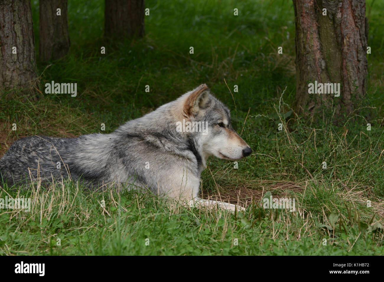 Wolf conservation hi-res stock photography and images - Alamy
