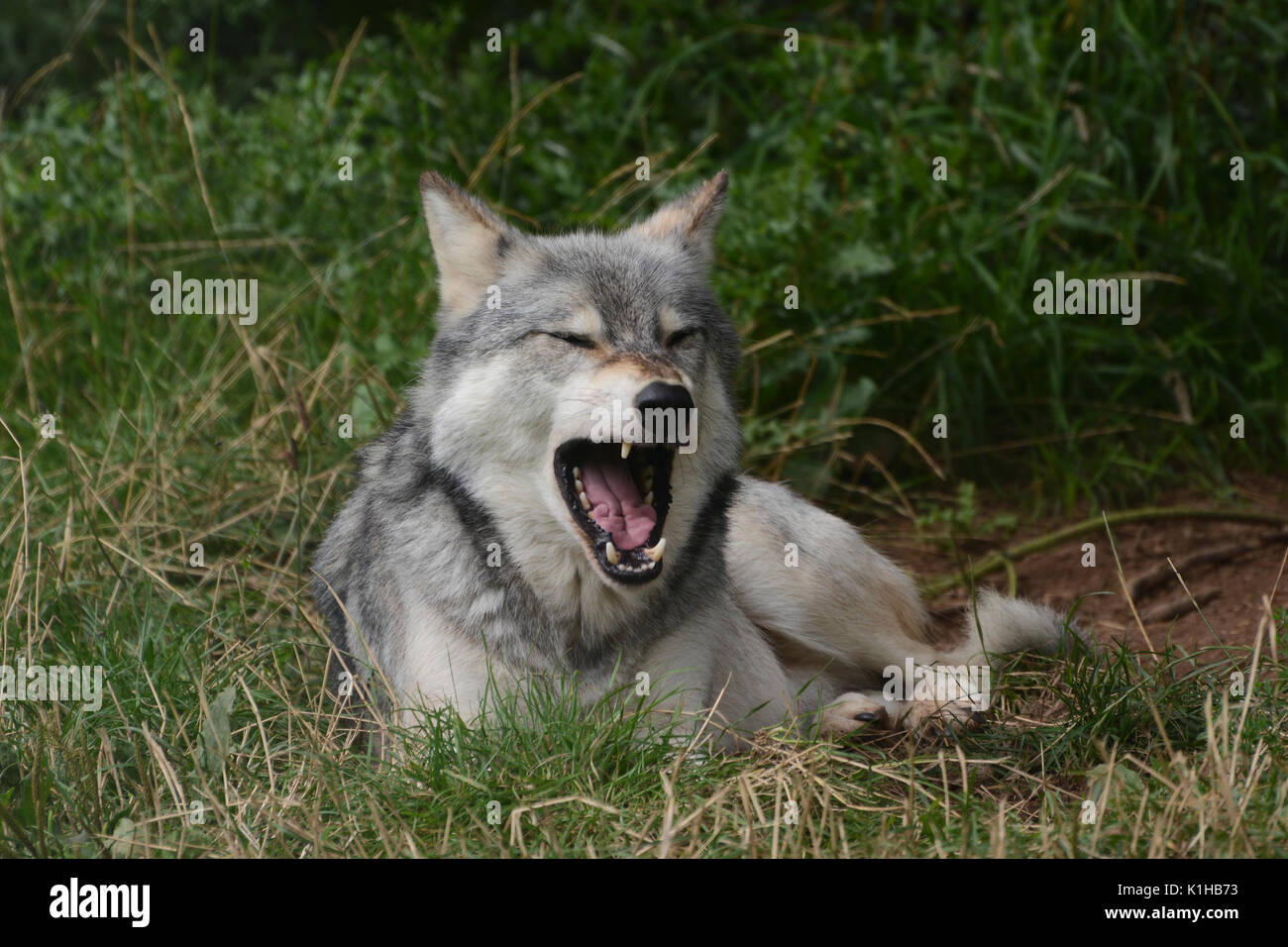 Wolf conservation hi-res stock photography and images - Alamy