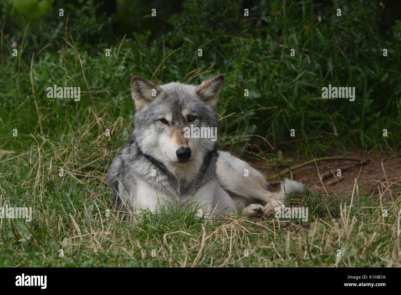 Wolf conservation hi-res stock photography and images - Alamy