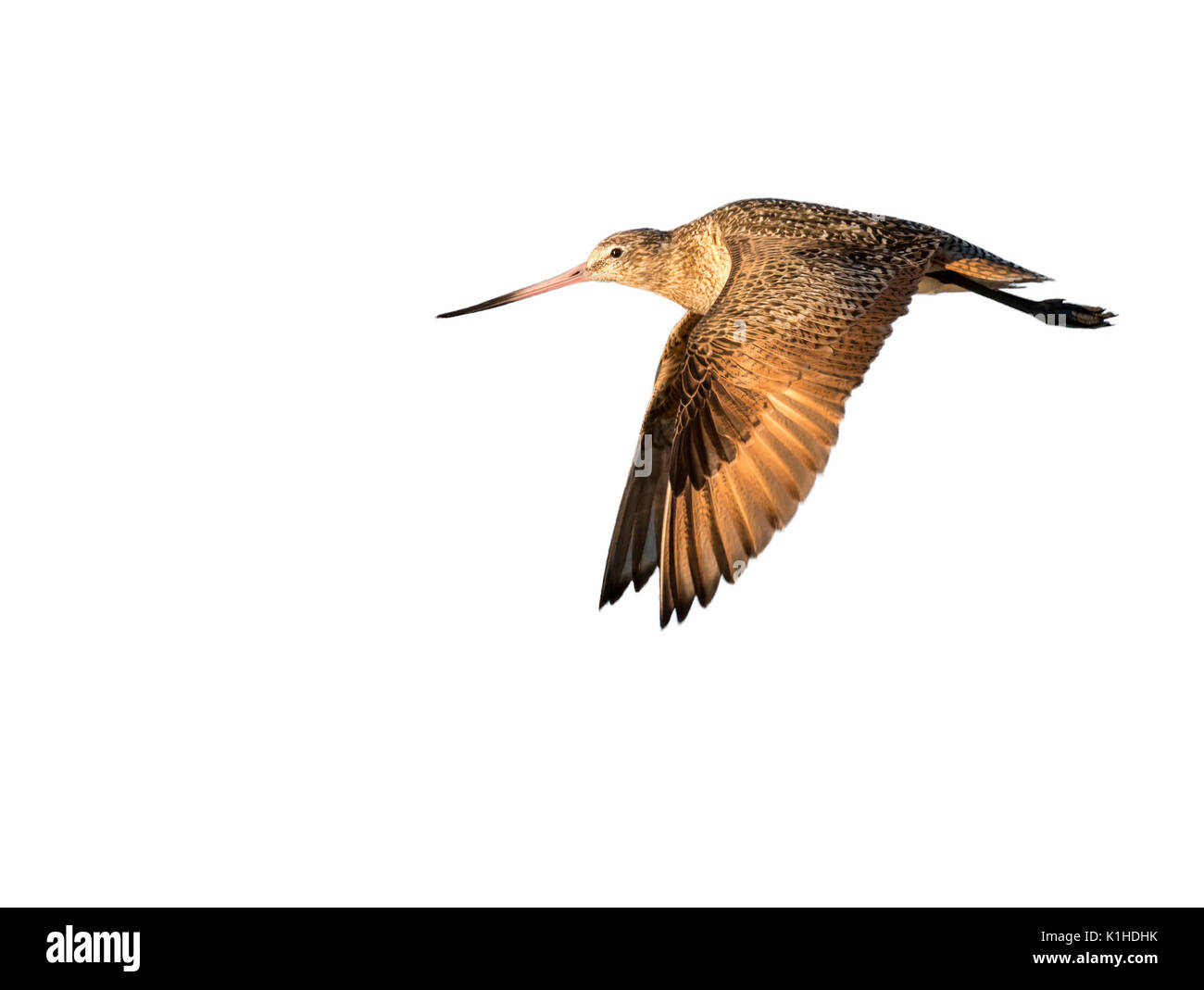 Marbled Godwit Limosa Fedoa High Resolution Stock Photography and ...