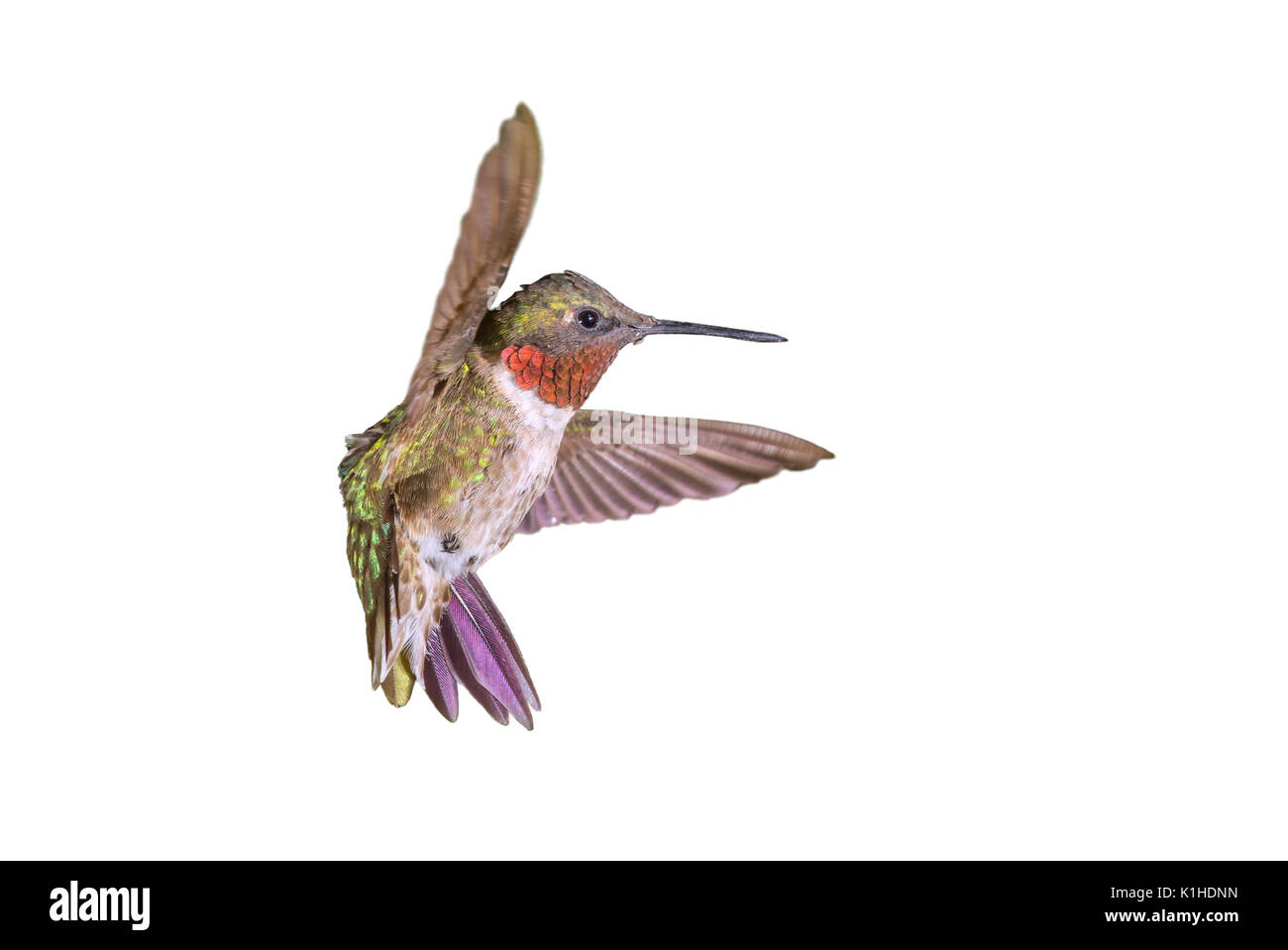 Male ruby-throated hummingbird flying (isolated on white background ...