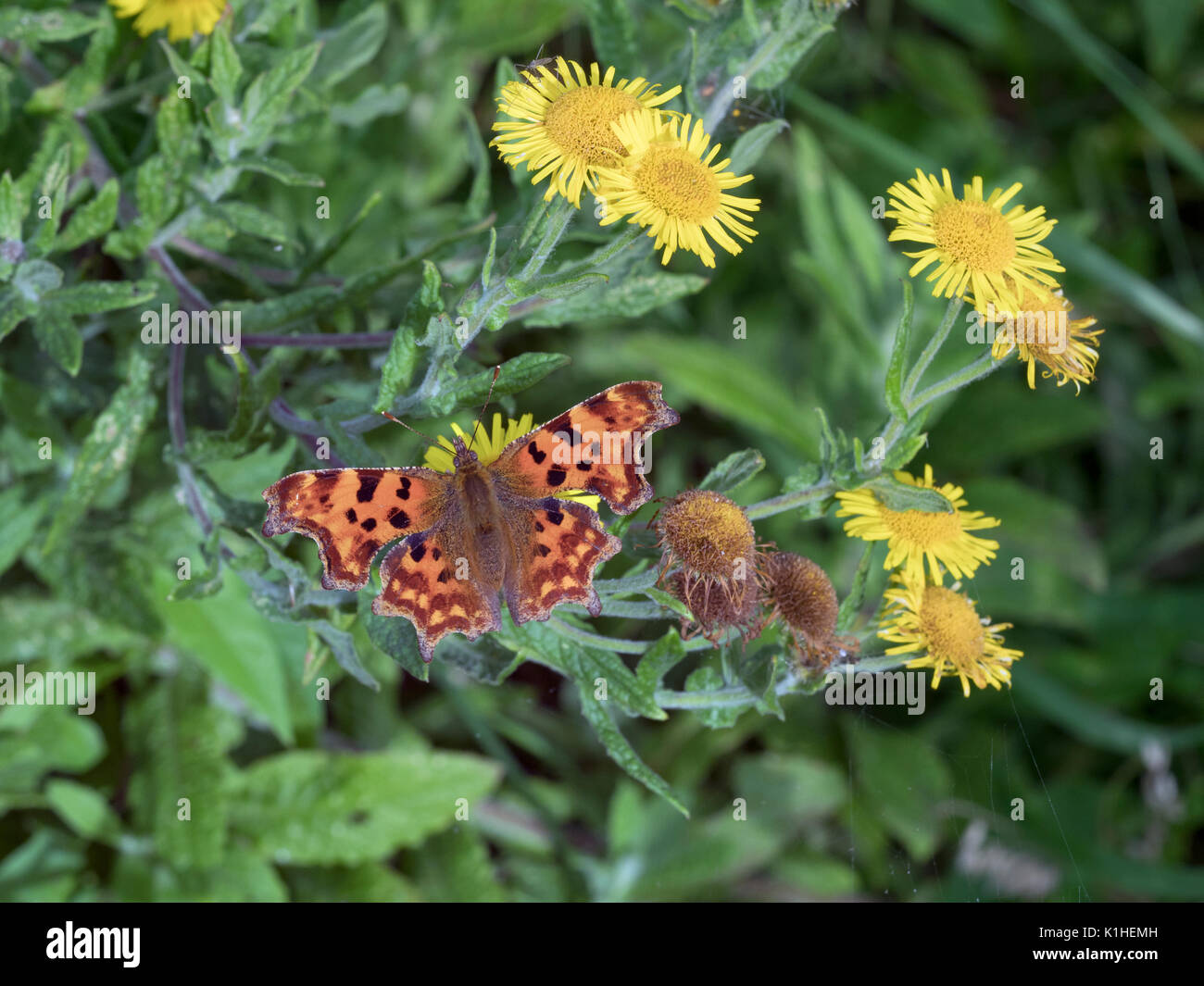 Comma Butterfly Polygonia c-album on feeding on fleabane flowers Stock ...