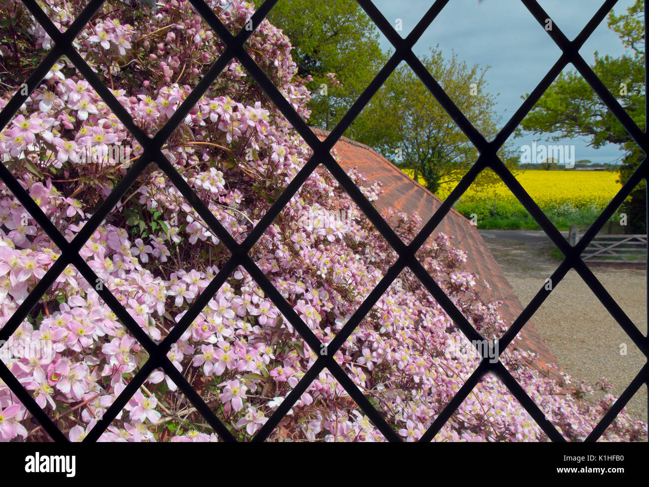 Window view of Montana in flower climbing over Norfolk pan-tile roof ...