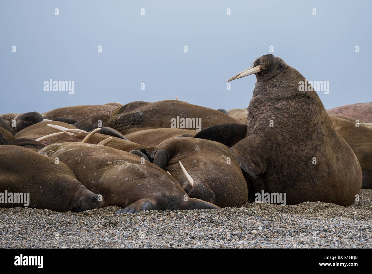 Norway, Svalbard, Nordaustlandet, Nordaust-Svalbard Nature Reserve ...