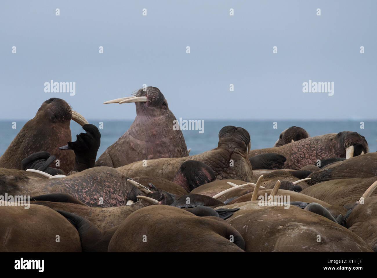 Norway, Svalbard, Nordaustlandet, Nordaust-Svalbard Nature Reserve ...