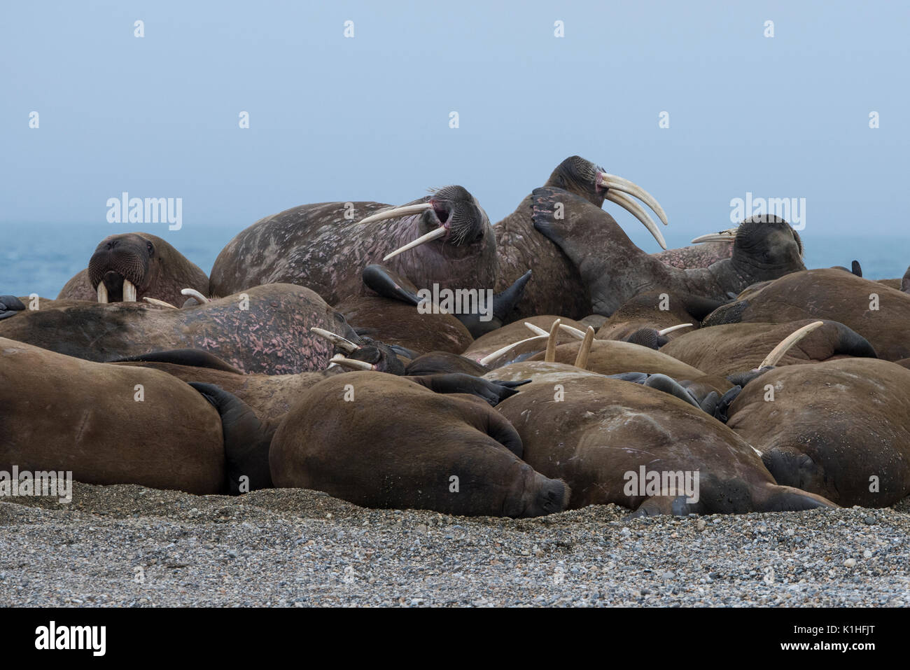 Norway, Svalbard, Nordaustlandet, Nordaust-Svalbard Nature Reserve ...