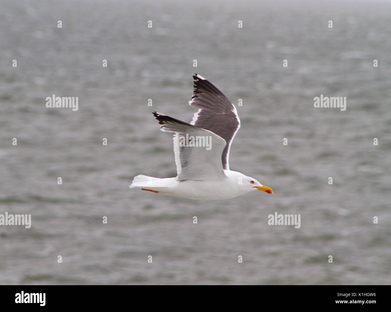 Lesser black-backed gull flying above sea Stock Photo - Alamy