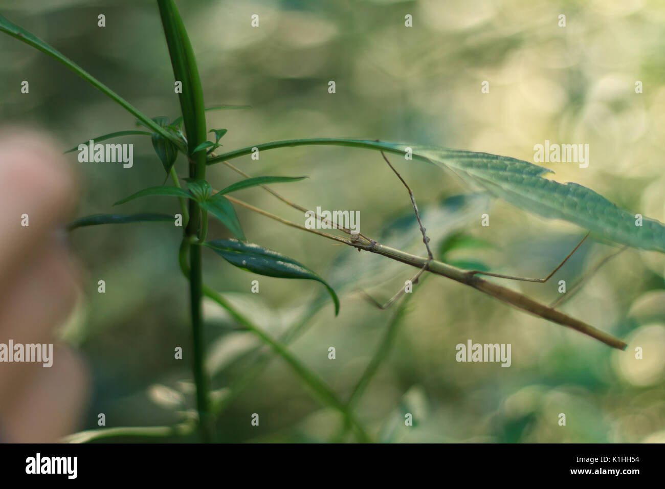 Stick Insect, seen on a trekking tour in Laos Stock Photo - Alamy