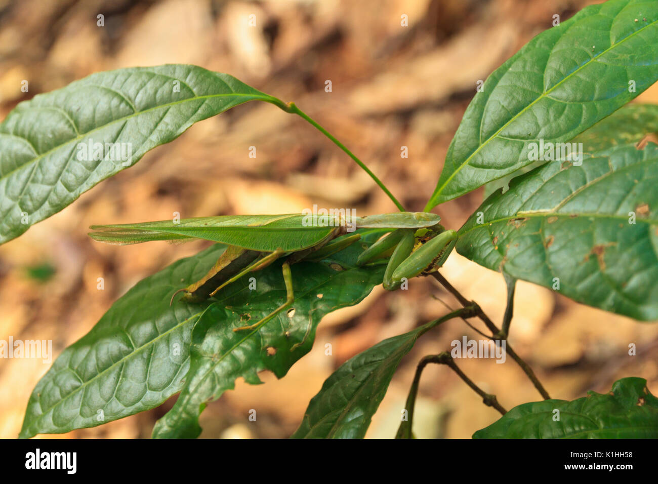 Stick Insect, seen on a trekking tour in Laos Stock Photo - Alamy
