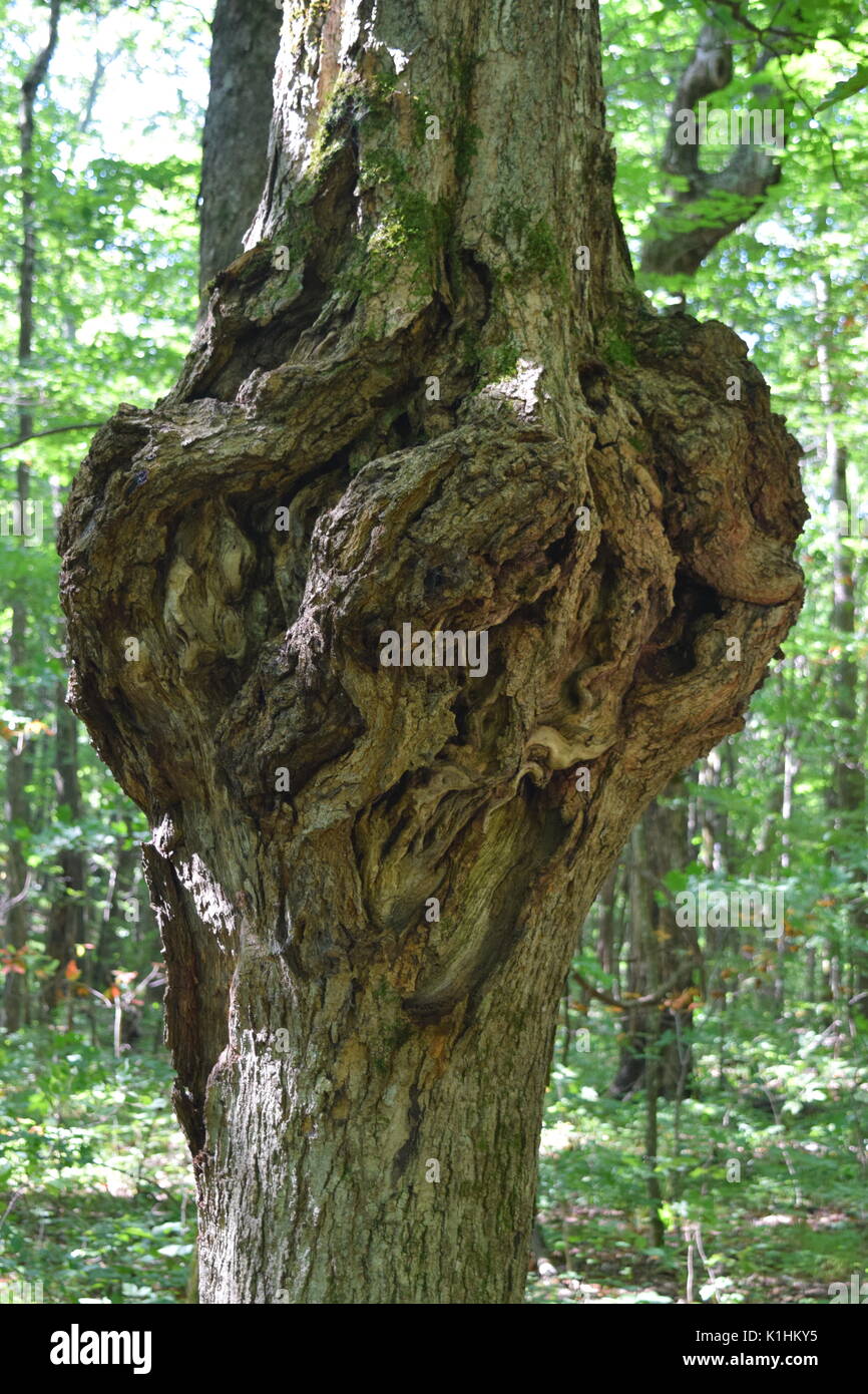 Abnormal tree growth hi-res stock photography and images - Alamy