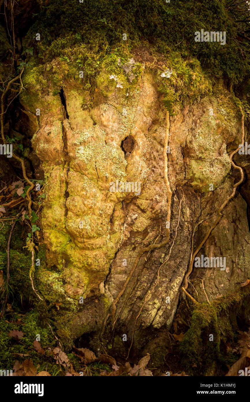 Chestnut tree tuscany italy hi-res stock photography and images - Alamy