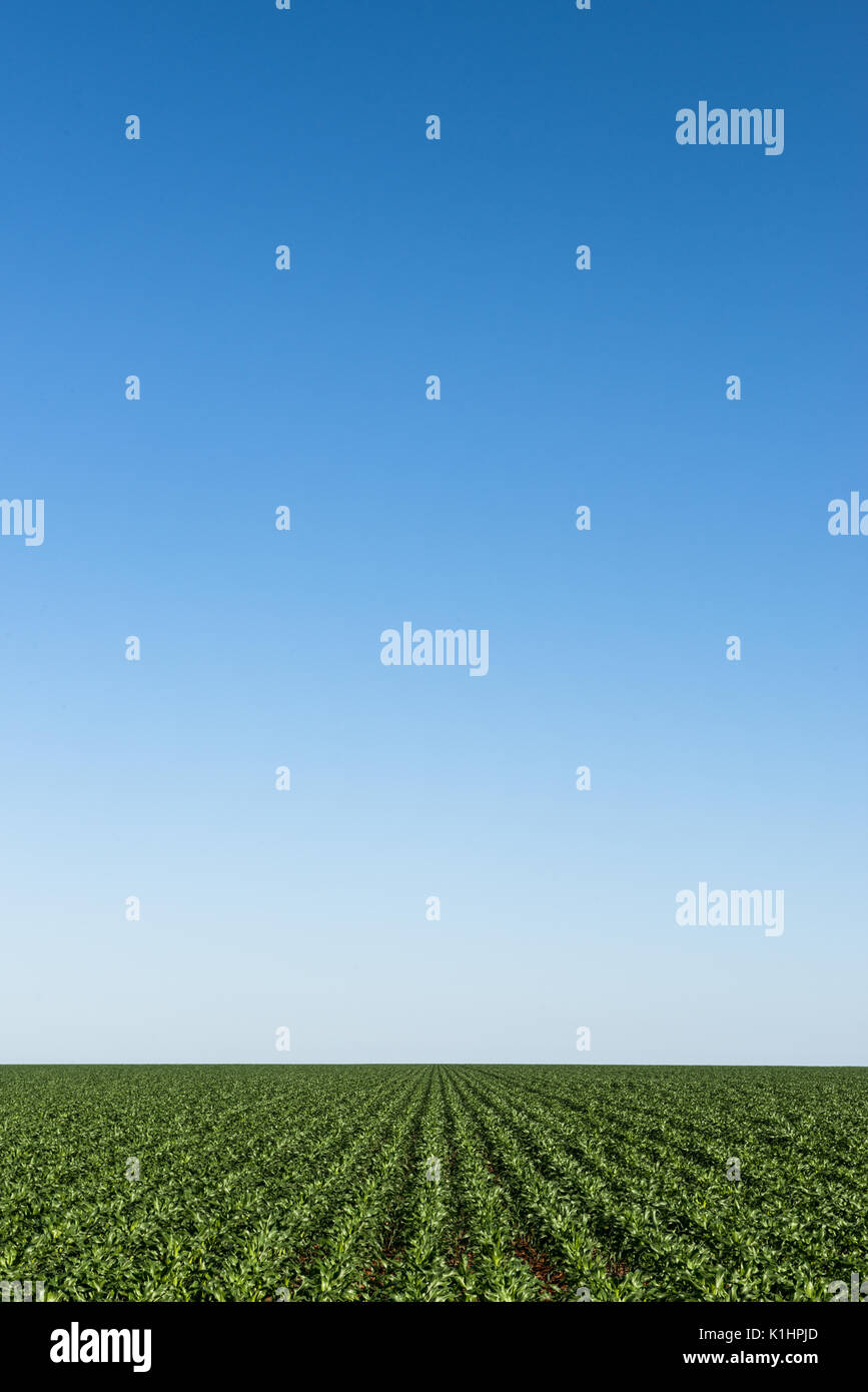 Brazil agriculture hi-res stock photography and images - Alamy