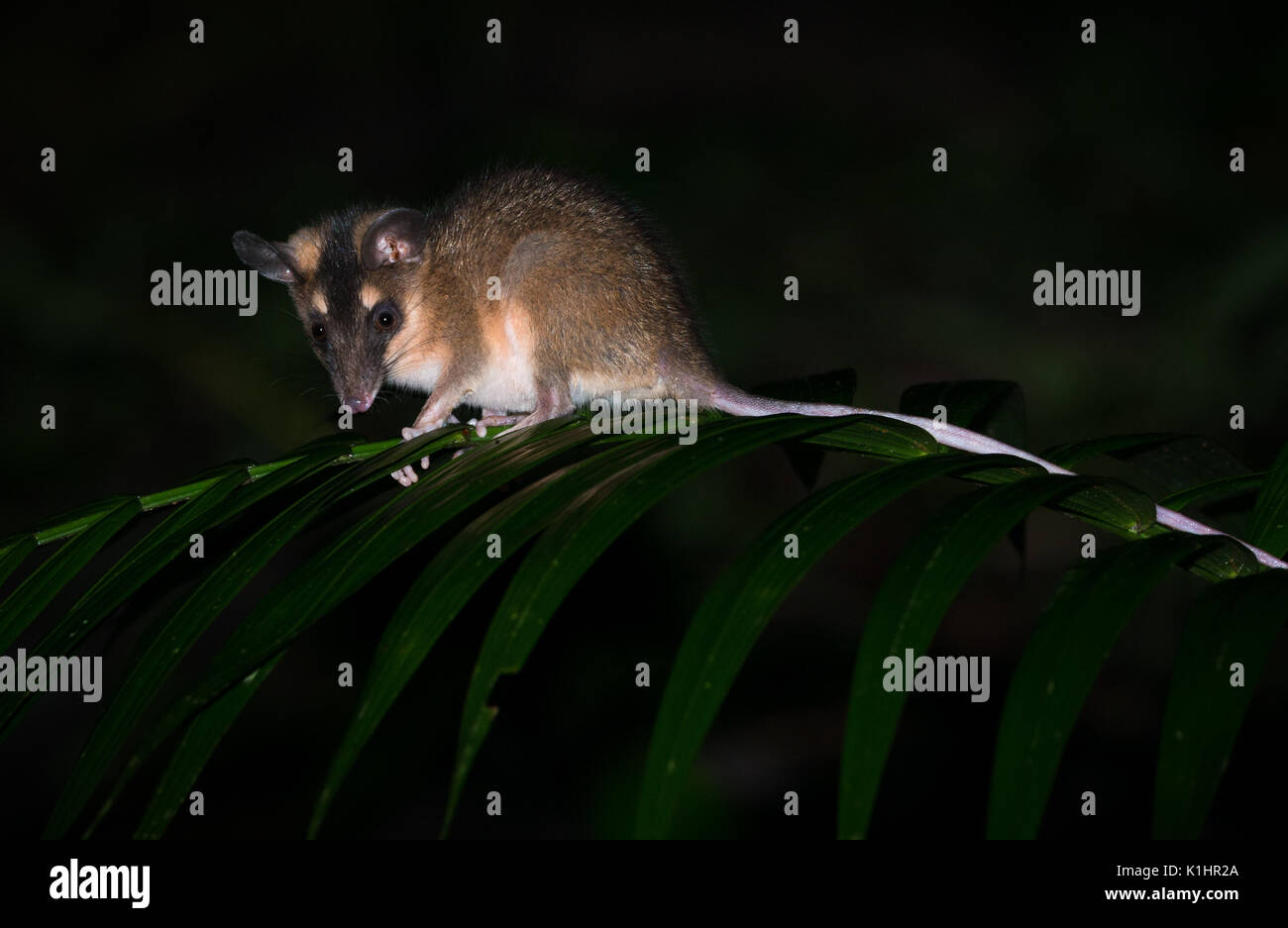 Brown Four-eyed Opossum (Metachirus nudicaudatus) from the Atlantic ...