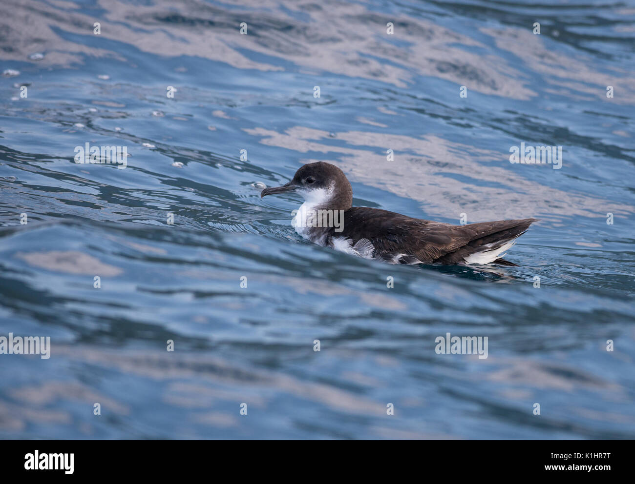 A Manx Shearwater (Puffinus puffinus) floating on the surface off SE ...