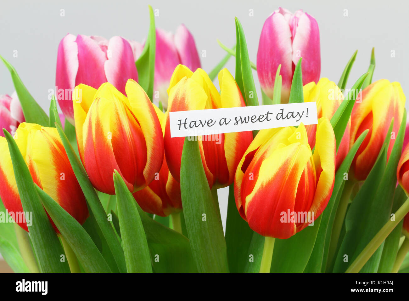 Have a sweet day card with colorful tulips Stock Photo - Alamy
