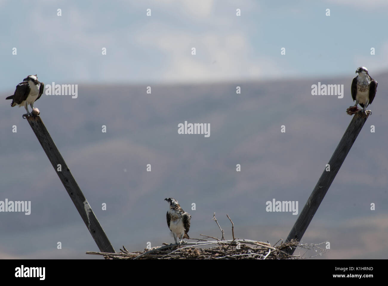 Osprey Fledgling High Resolution Stock Photography and Images - Alamy
