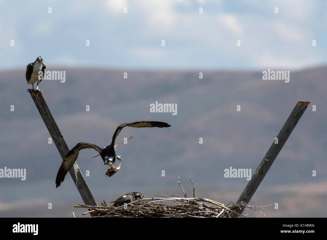 Osprey Fledgling High Resolution Stock Photography and Images - Alamy