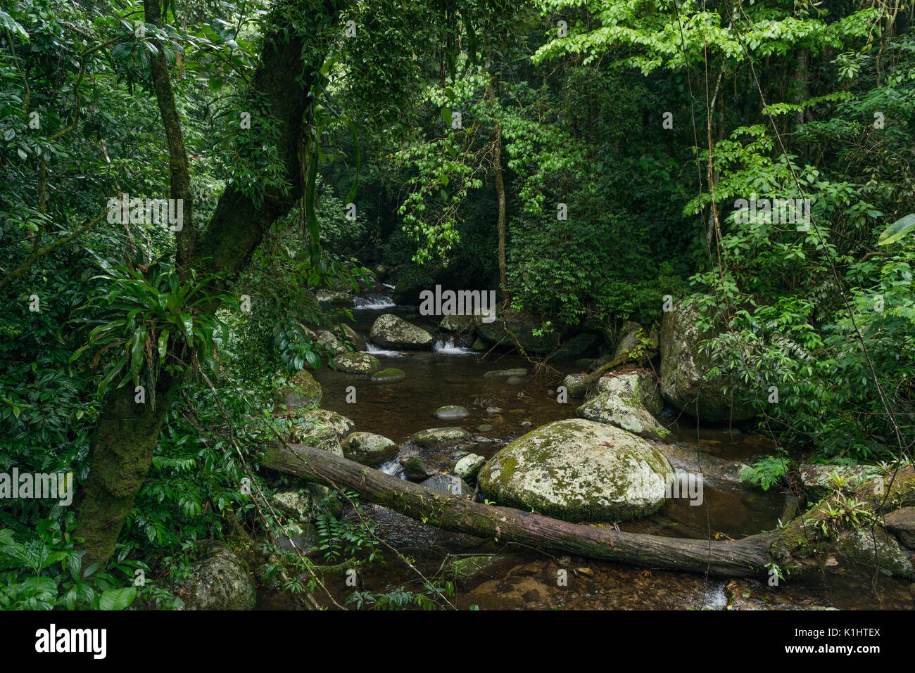 Rainforest Brazil Stock Photos & Rainforest Brazil Stock Images - Alamy