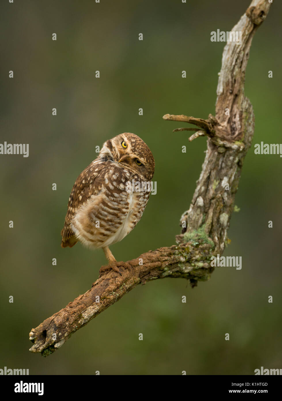 A Burrowing Owl from SE Brazil Stock Photo - Alamy