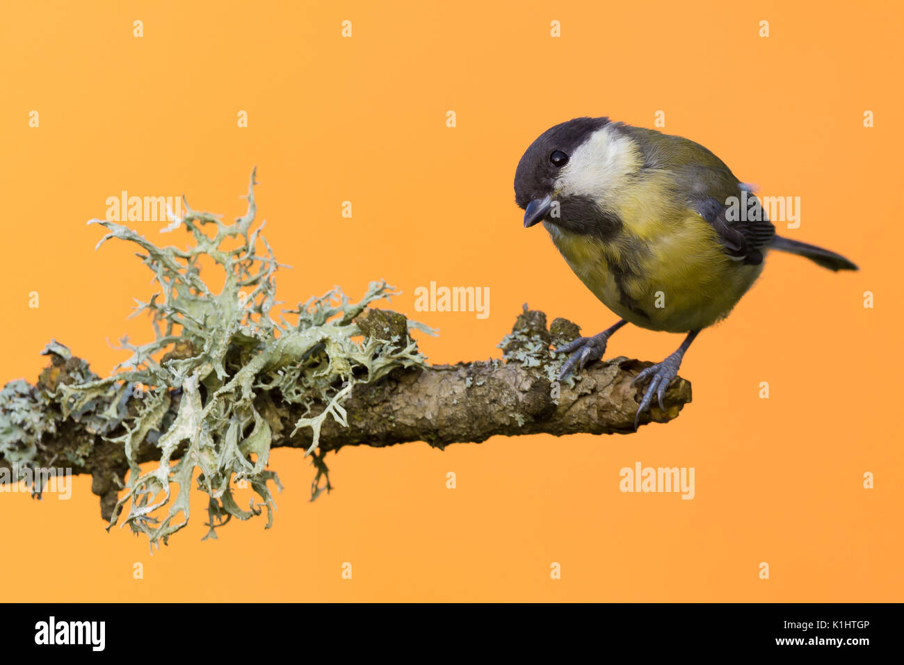 Horizontal photo of female great tit bird which is perched on dry ...