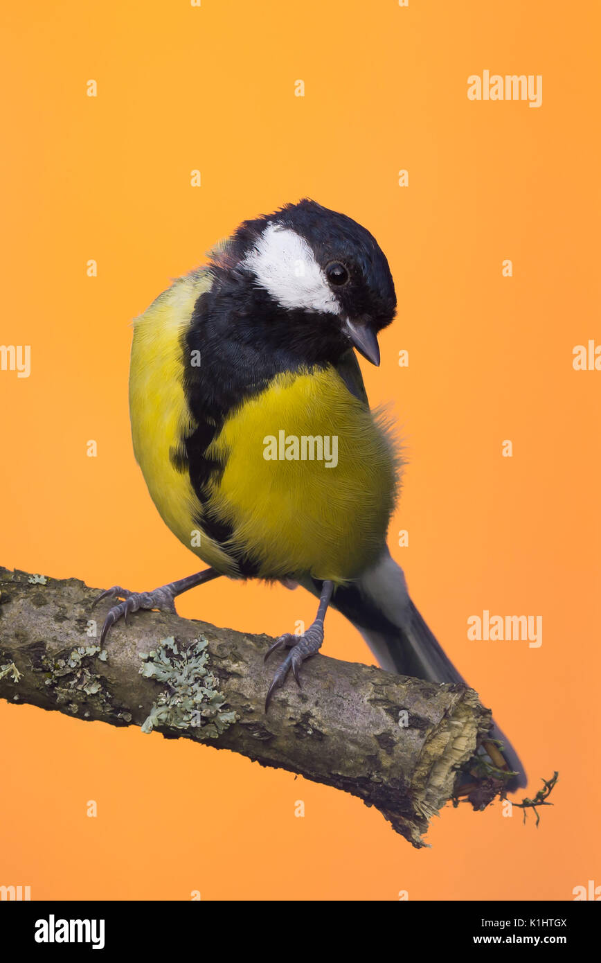 Vertical photo of male great tit bird which is perched on dry wooden ...