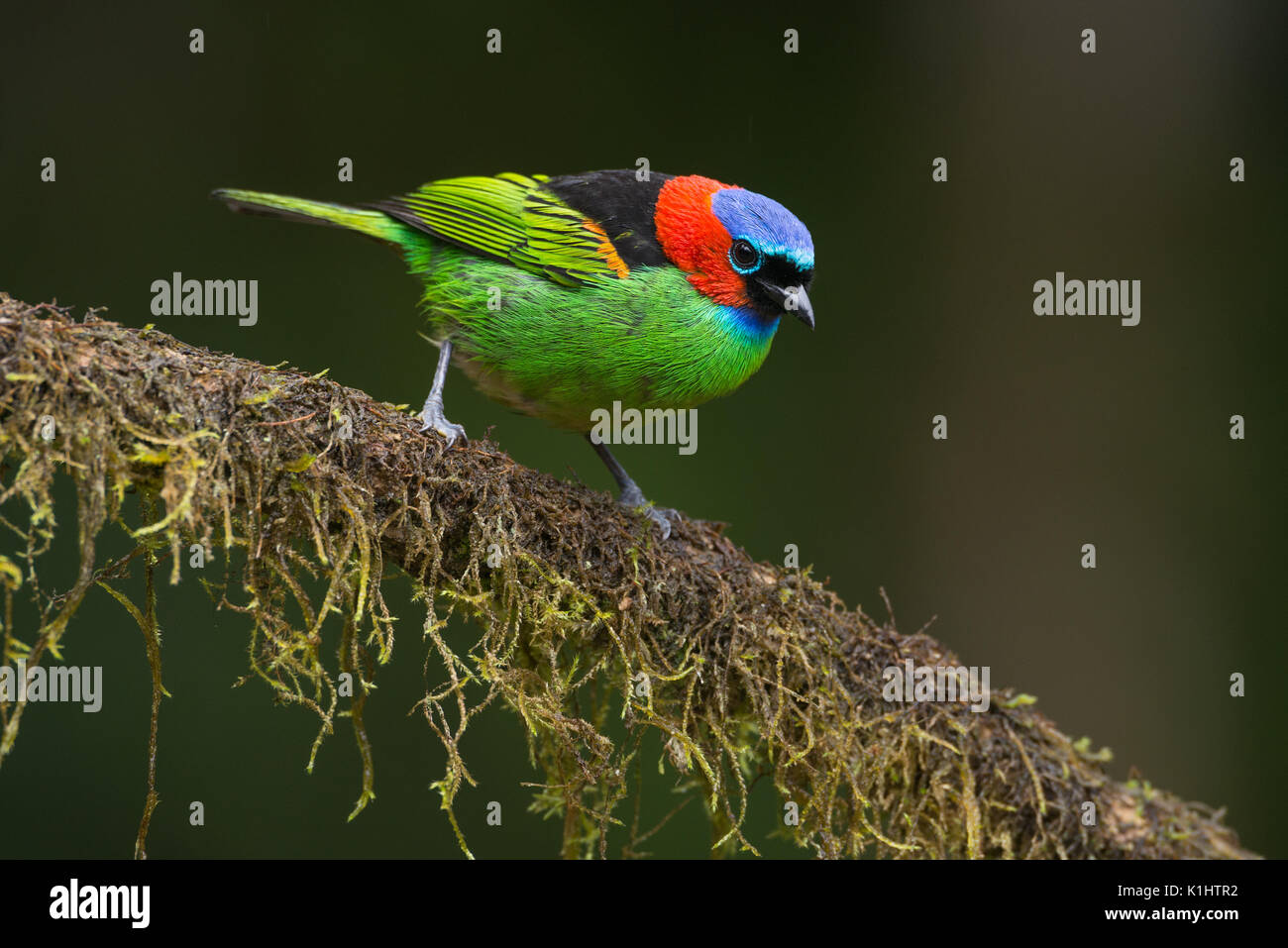 Saira de lenco hi-res stock photography and images - Alamy