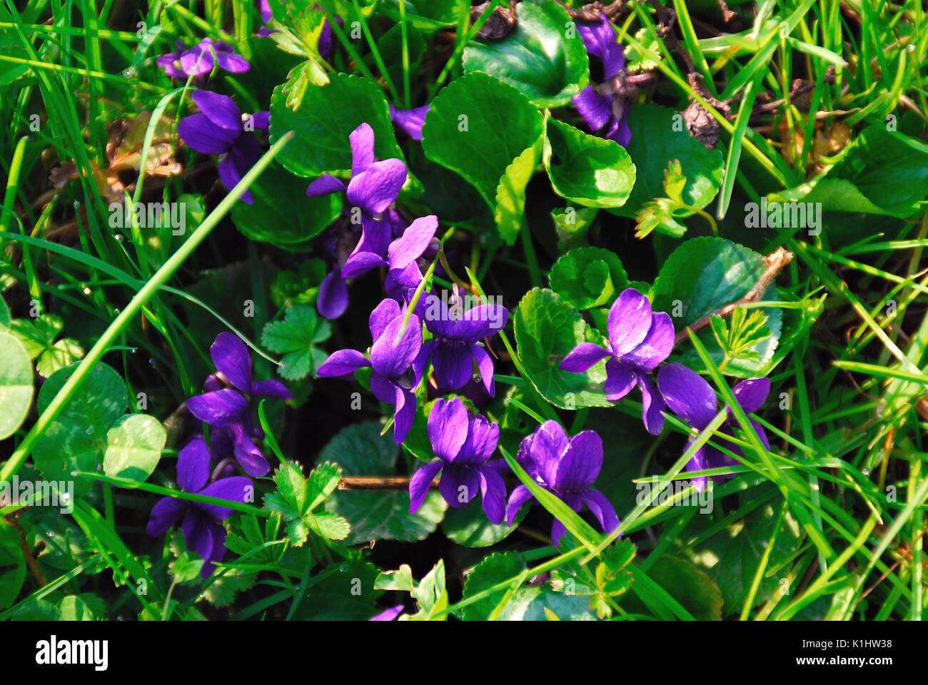 Wood violets hi-res stock photography and images - Alamy